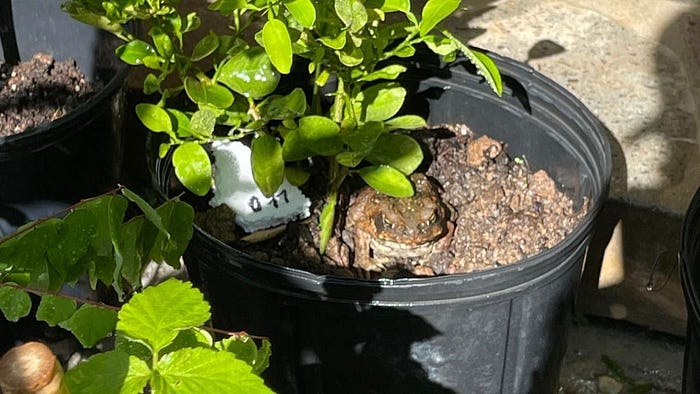 From Stowaway Frog to Frog King - The Daily Cuppa - Medium