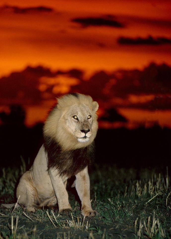 The Side Of Lions You've Probably Never Seen | by Sean Kernan - Freedium