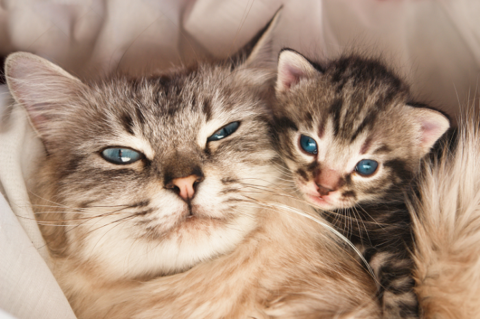 GRIEVING MAMA CAT ADOPTS NEW BABIES | by Firehouse Subs | Firehouse ... GRIEVING MAMA CAT ADOPTS NEW BABIES | by Firehouse Subs | Firehouse ...