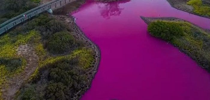 The Secret Pink Pond Luring Tourists in Hawaii | by Top Boss | Nov ...