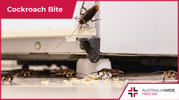 First Aid For Cockroach Bites By Australia Wide First Aid Medium