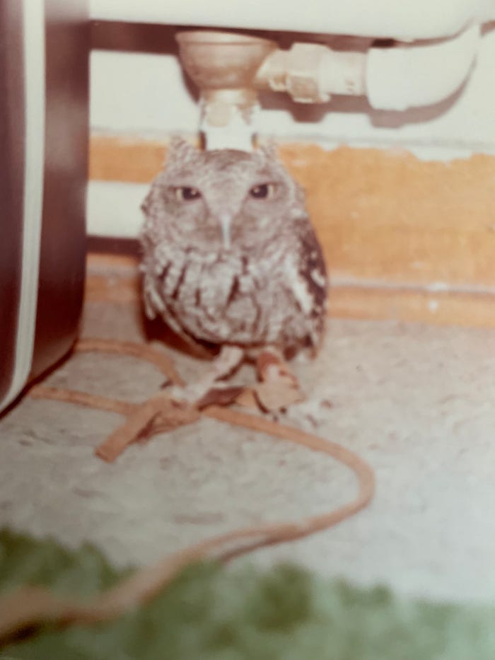 Hooter & Me — Don’t Worry, the Owl Doesn’t Die | by Rachel A Fefer | Medium