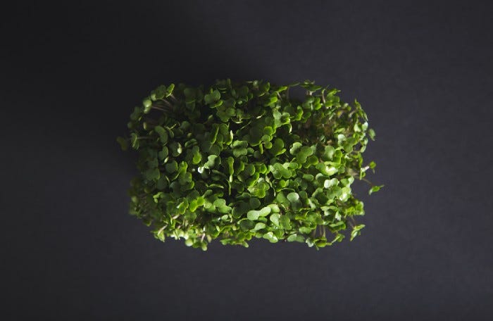 How To: Living a Low Carbon Lifestyle | by Green Manifesto | Medium