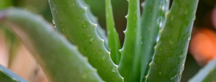Unveiling the Mystery: Does Aloe Vera Gel Expire? Find Out Here! — All ...
