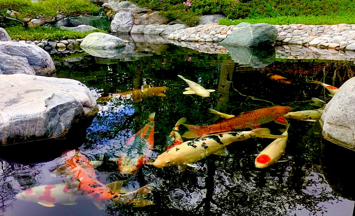 A Simple Guide: Choosing the Right Pond Pumps for Your Garden | by GC ...