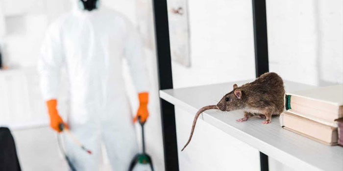 NEED LOCAL CONTROL FOR MICE AND RATS? AL AMEEN PEST CONTROL CAN ASSIST ...