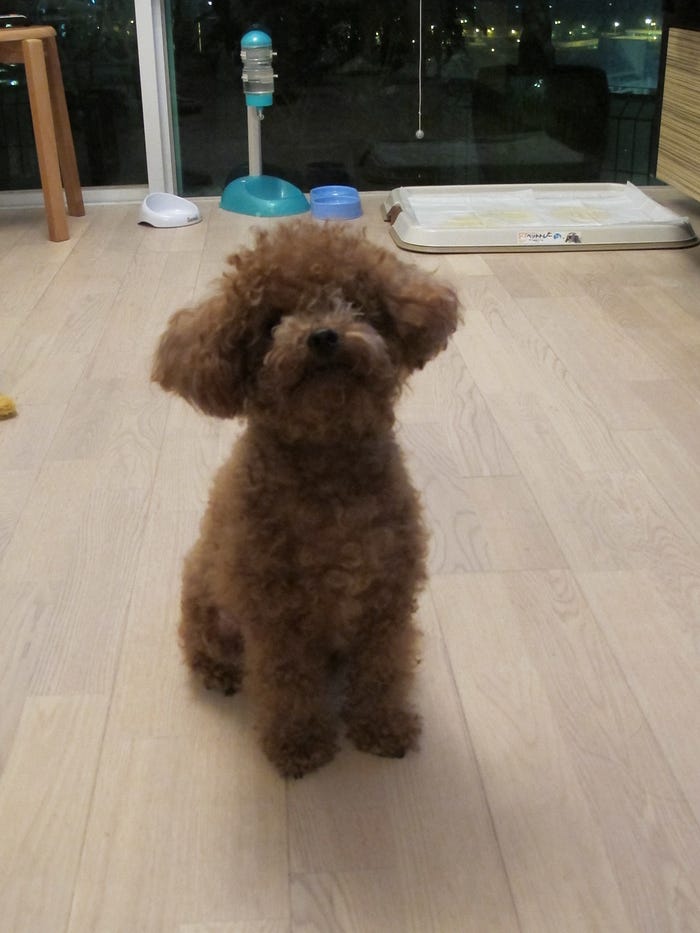 sdsdddsad. sdasdsdasd | by Jackie Yeung | Medium