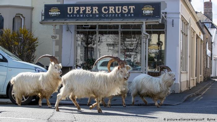 A HILARIOUS THOUGHT OF TALKING ANIMALS WALKING INTO OUR CITIES | by L ...