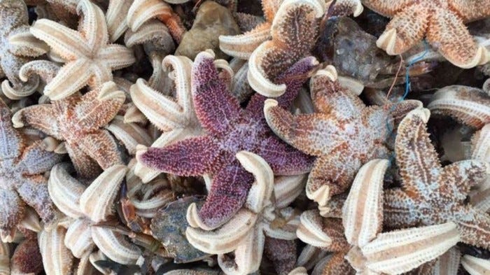 the Way of the Starfish. 🎩Hat tip to Ori Brafman and Rod… | by Matt ...