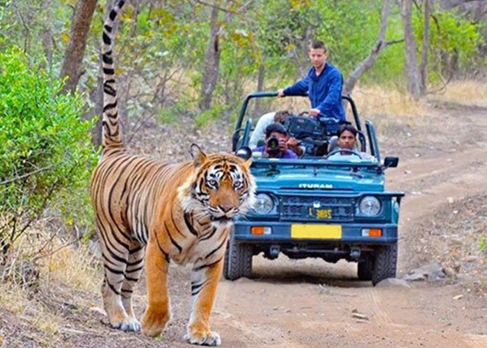 Discover the Wilderness: Exploring Jim Corbett National Park in ...