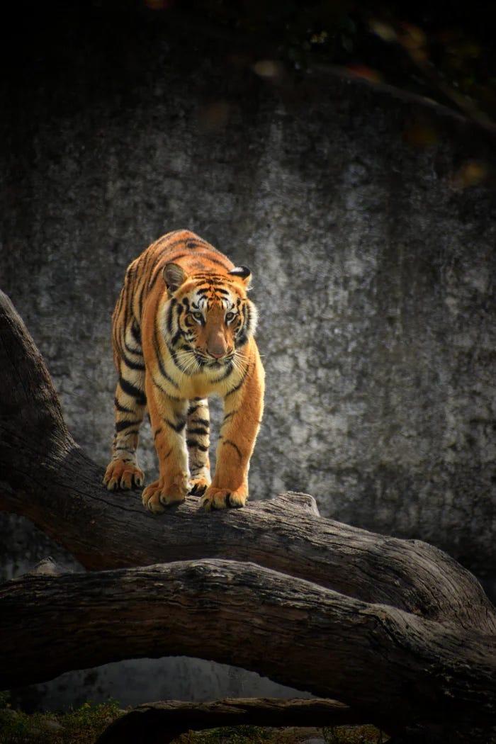 Vengeance of the Tiger. The Mystery of whether Big Cats can… | by Brown ...