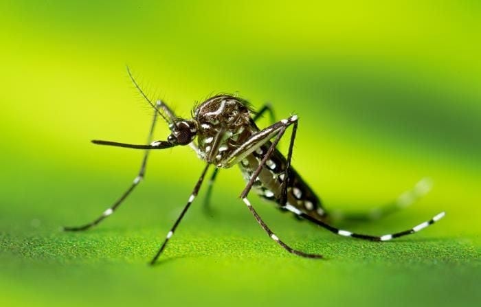 10 Benefits of mosquitoes on human health | by Abbas | Medium