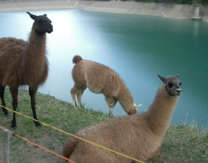 Mastering LLaMA PromptOps: Operationalizing Prompts for Efficient LLM ...