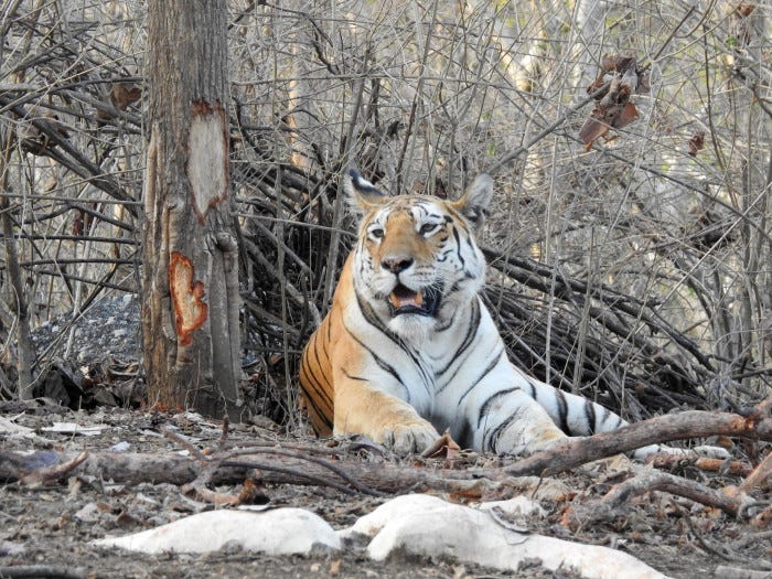 Why Tiger Is the Most Noble Animal Ever | by Drashti Buch ...