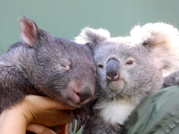 What Are The Wombat And Its Life Cycle True Blue Wombats Are Mammals And Belong To Vombatidae
