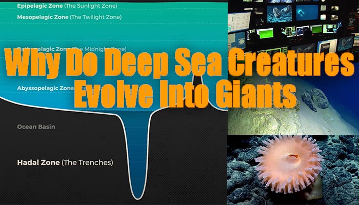 Why Do Deep Sea Creatures Evolve Into Giants | Deep Sea Gigantism… | by Samadhi Subasinghe | Jul ...