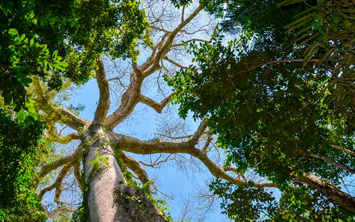 Ceiba, símbolo natural de la cultura maya | by La Libélula México | Medium