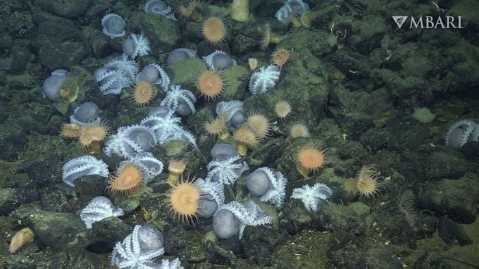 Thousands of octopuses get together to solve the mystery of the “deep ...