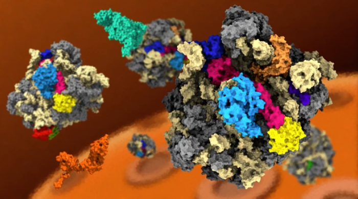 Ribosomes, assemble!. Cryo-electron microscopy reveals the… | by eLife ...