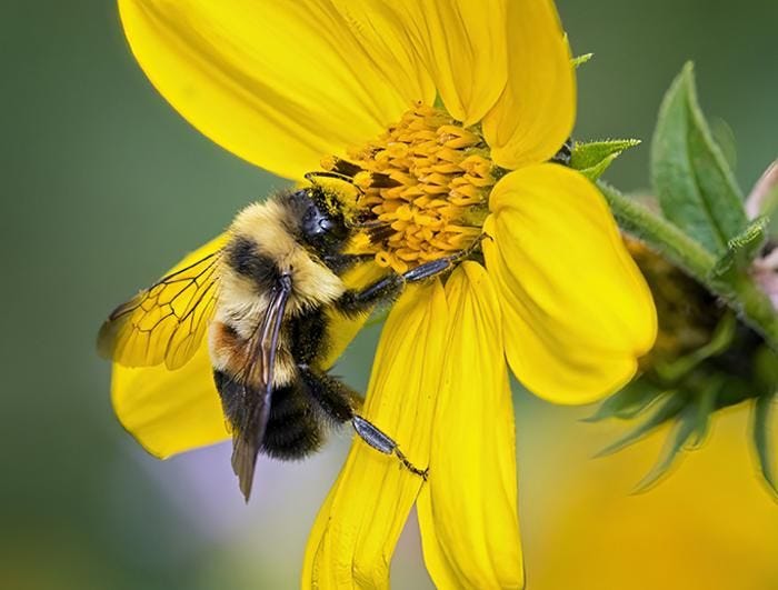 The Role of bees on biodiversity and how to protect them | by Mr Fahad ...