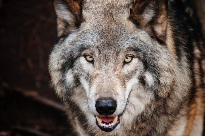 Stone Cold Justice | by Jackson Goode | Redemption