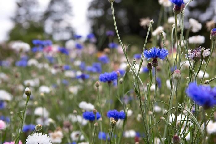 October 8 Birthday Libra Personality: Traits, Compatibility & Celebrity ...