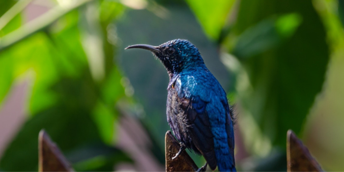Farmland Birds of Khokana while hiking through the Nagraj Trail | by ...