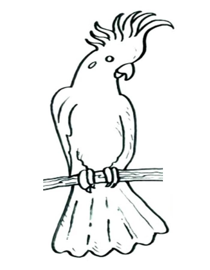 Beautiful And Attractive Cockatiel Coloring Pages - Coloring Us - Medium