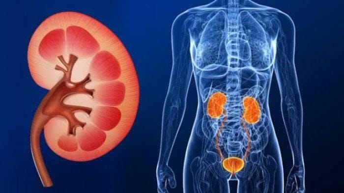 9 Early Signs of Kidney Failure to Know | by Nona Sakakibara | Medium