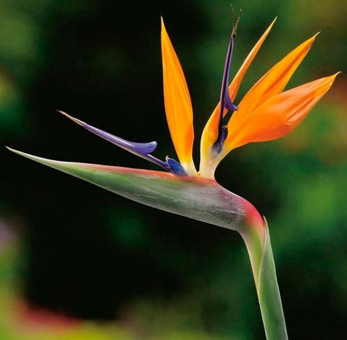 Guide to Care and Cultivation of Strelitzia at Home | by GreenFlower ...