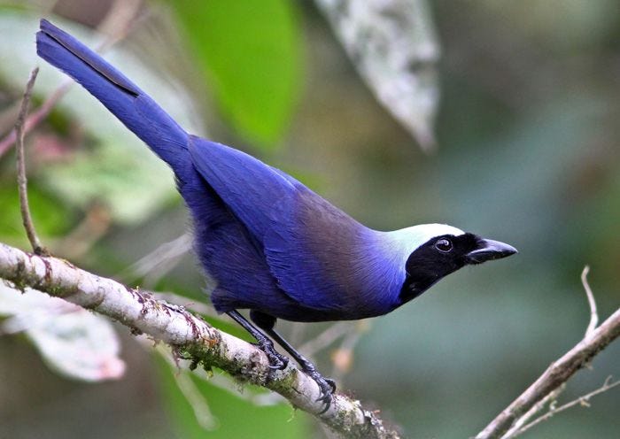 What is Smithsonian Bird Friendly Coffee? | by birding colombia | Medium