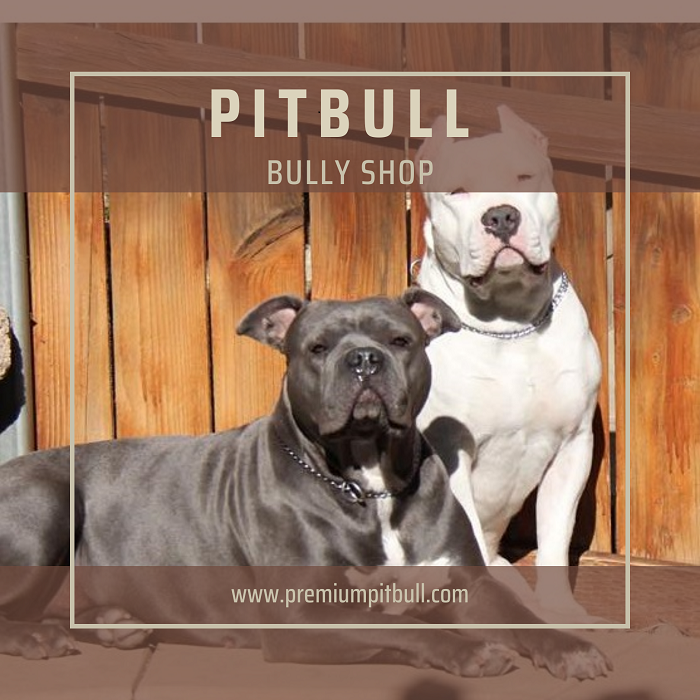 Buy American Bully Puppies Online - Ethandavid - Medium