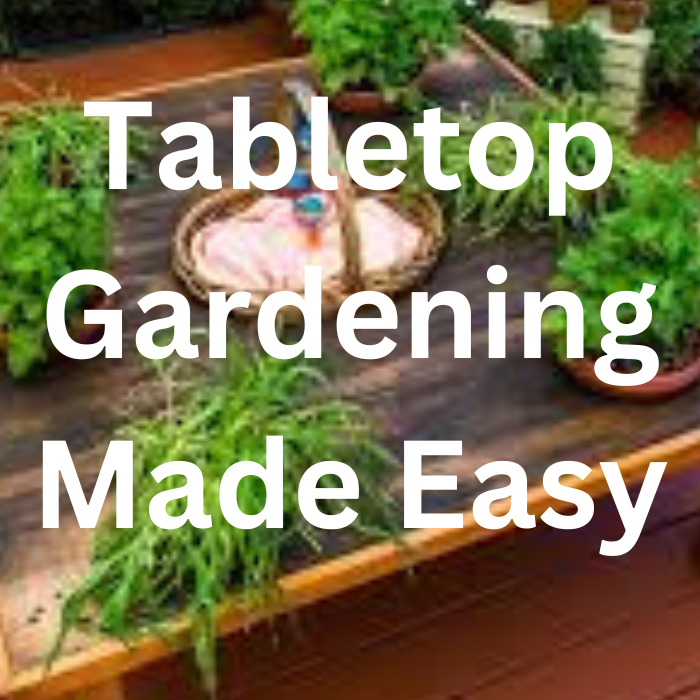Tabletop Gardening Made Easy: Discover the Best Options for Your Home ...