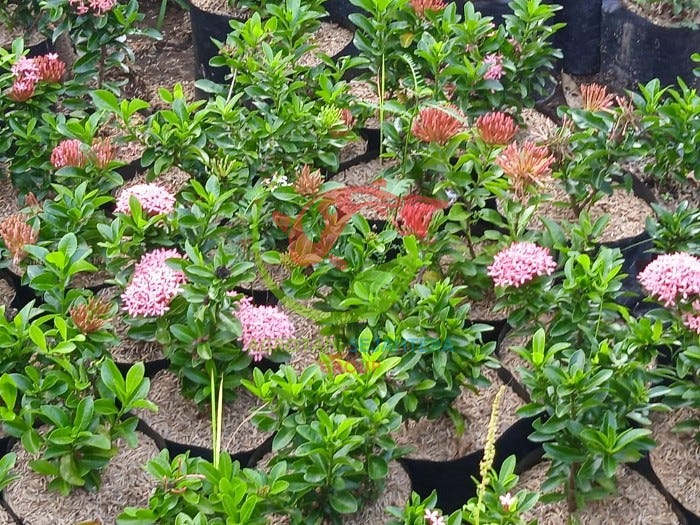Jual Bunga Asoka Untuk Taman Harga Bersahabat | by Agrotani Sejahter ...
