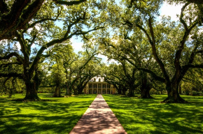 The Whispering Oak. The Whispering Oak | by Bilal Butt | Nov, 2024 | Medium