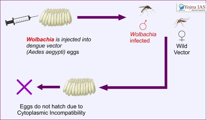 WOLBACHIA - Toppers Academy - Medium