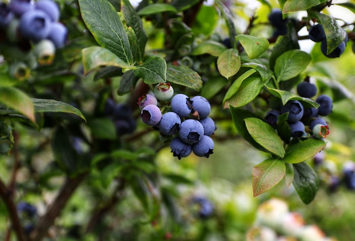 Oh, Gorgeous Blueberries, You Trigger Sweet Memories | by Joyce Nielsen ...