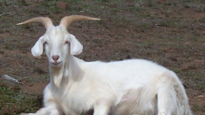 Cara Menggemukkan Kambing yang Kurus yang Harus Diperhatikan | by Sinta ...