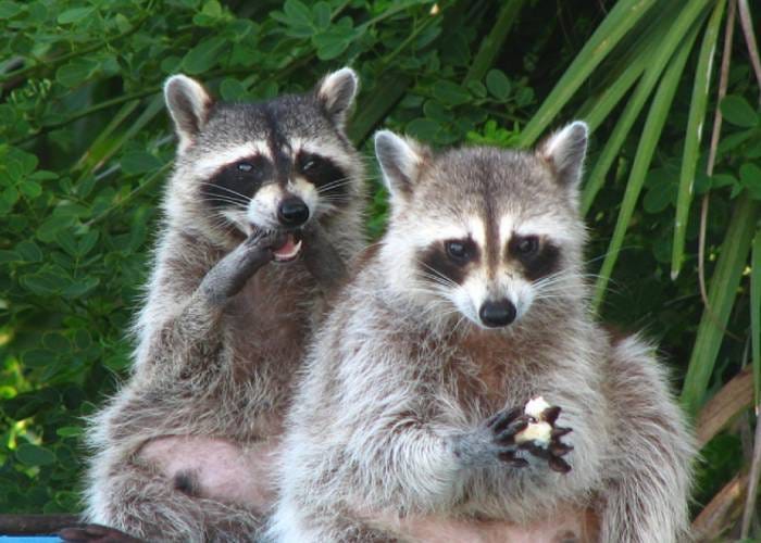 Forgotten Words. Literary Fiction | by Nina Kossman | The Mad River ...