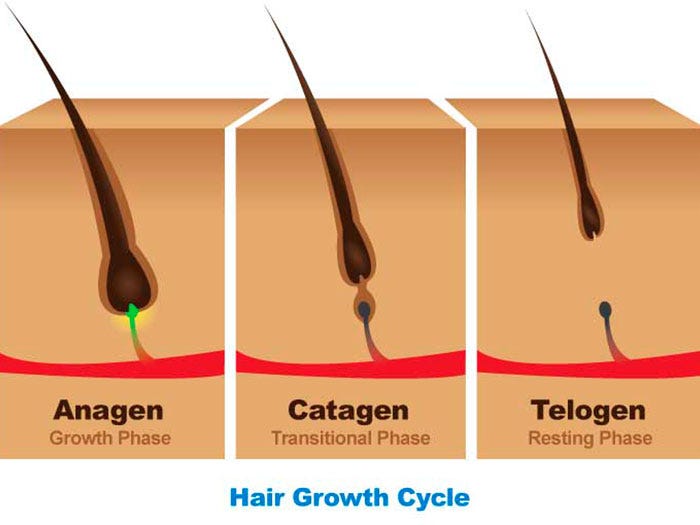 Anagen Hair
