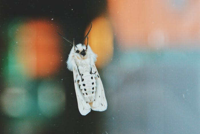 Moth. On a lonely night, | by Toyosi Blessing | Medium