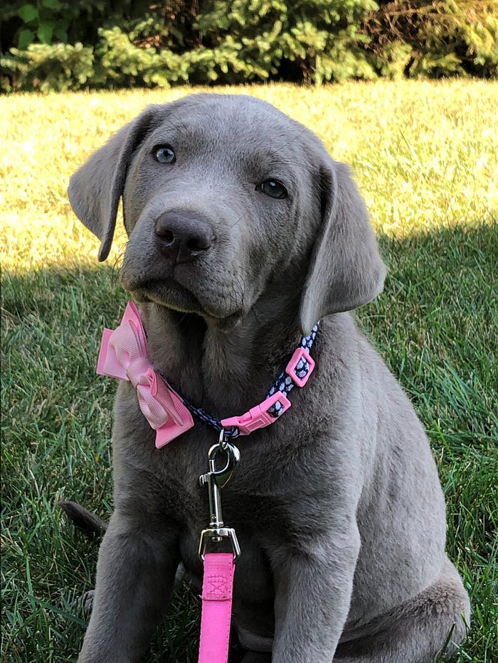 The Pale Puppy: Dilute Coat Colors of the Labrador Retriever : petpoint ...