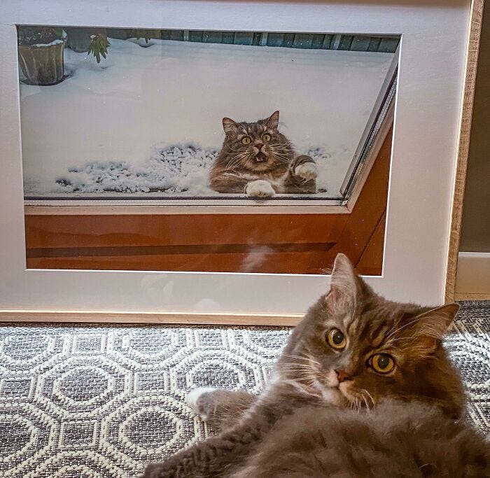 The Art of Acceptance: 40 Cat Photos That Turn Life’s Chaos Into Comedy ...