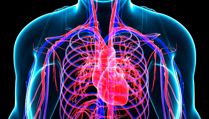 The Key to Cardiovascular Health and Prevention | by Mrs. Matsson | Jan ...