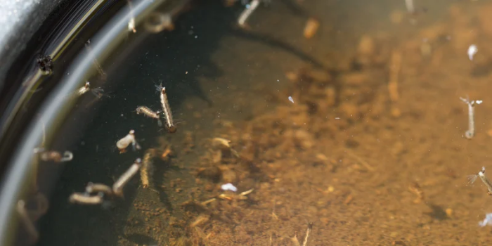 the larvae in our drinking water | by marie 💐 | Feb, 2025 | Medium | Medium