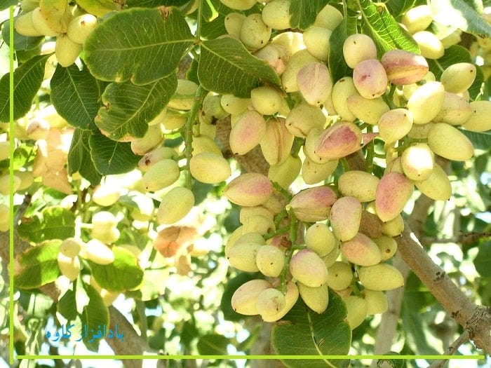 Falling buds of pistachio trees. Pistachio tree buds fall in three ...