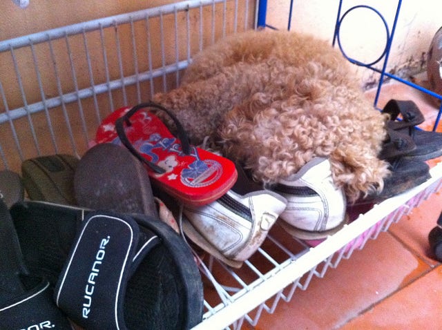 Paper Summary: BLIP: Bootstrapping Language-Image Pre-training for ...