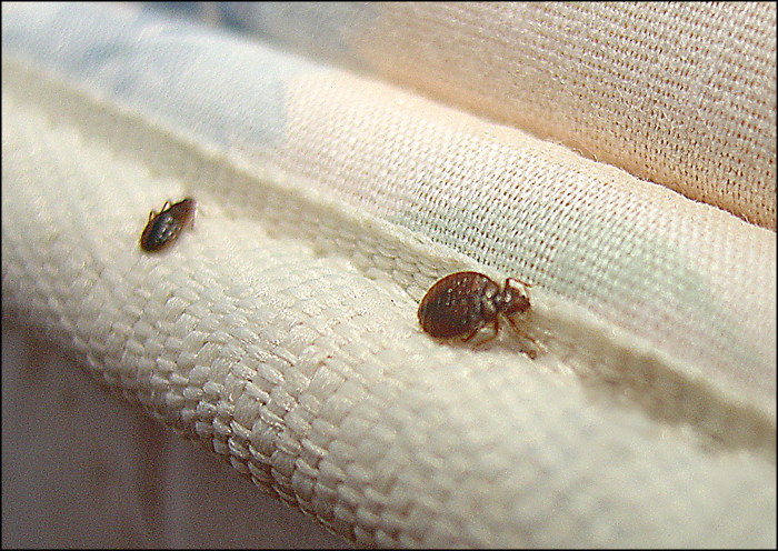 Bed Bugs: A Guide to Treatment. Small, reddish-brown insects, bed bugs ...