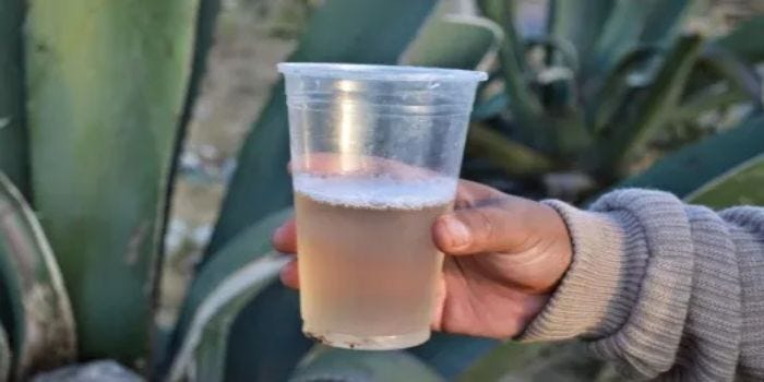 Exploring Zacatecas, Mexico: Sipping on the Traditional Elixir ...