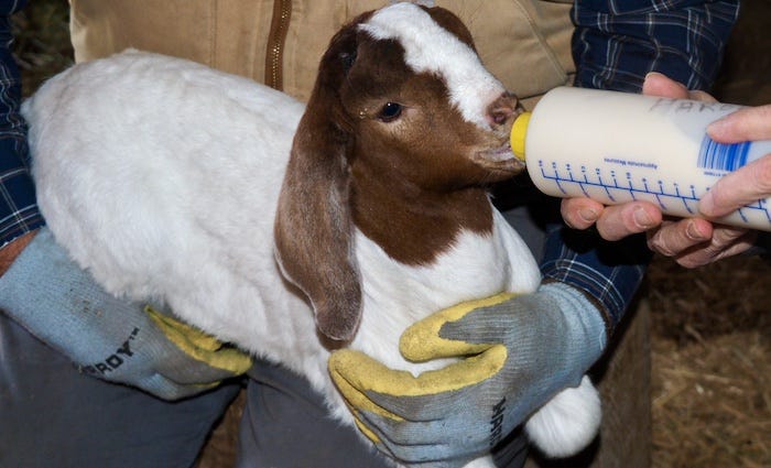 What Two Baby Goats Taught Me About Loving Life | by Colleen M. Story ...